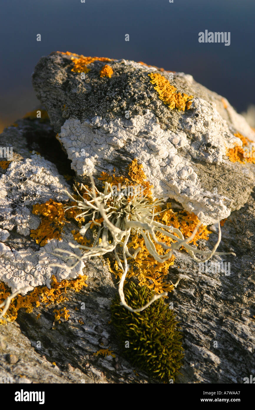 White lichen on rock hi-res stock photography and images - Alamy