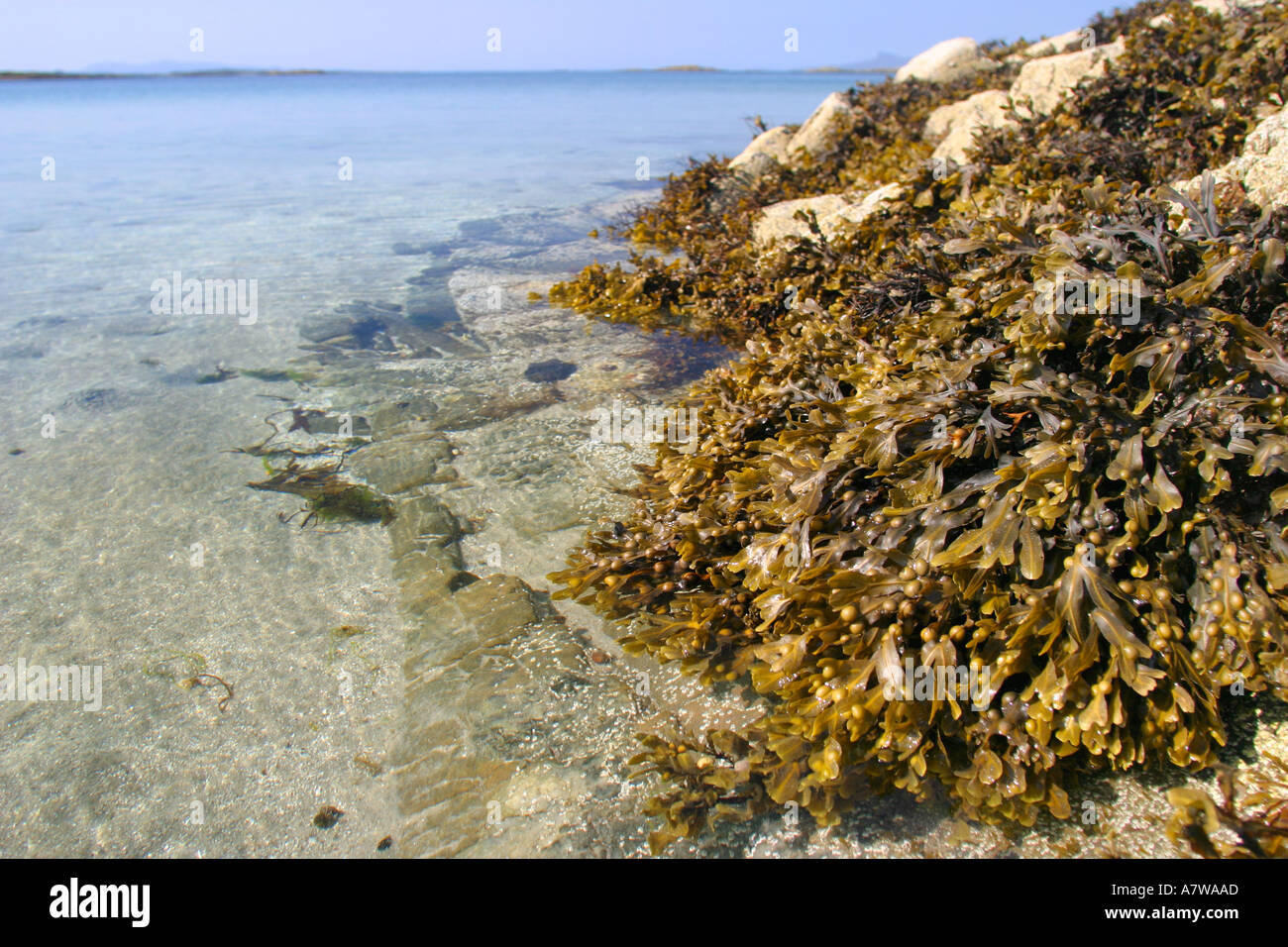 Seaweed in the sun Stock Photo - Alamy