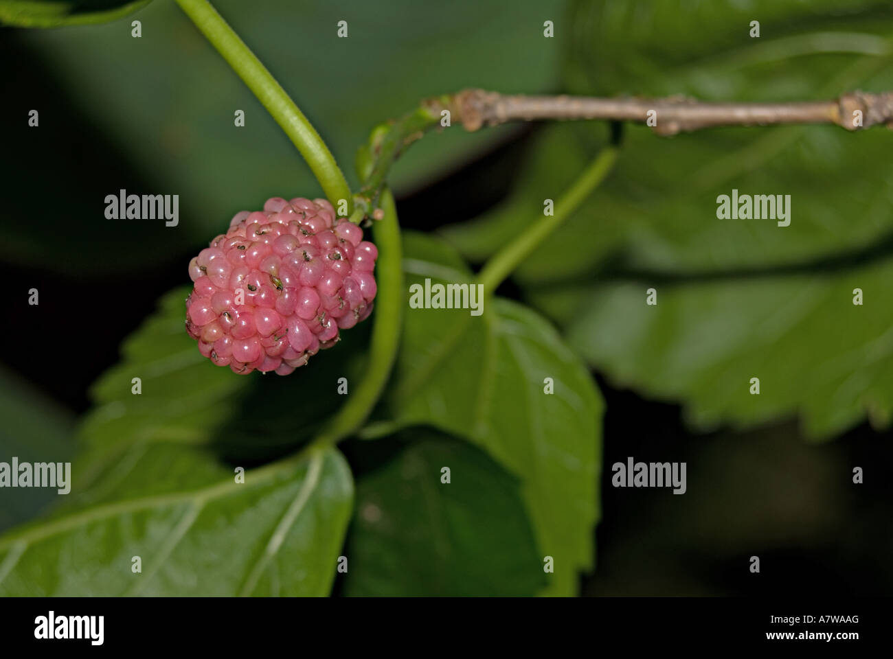 Photo of an Unripe Mulberry close up Stock Photo - Alamy