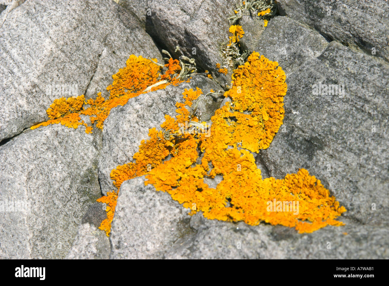 Crustation hi-res stock photography and images - Alamy