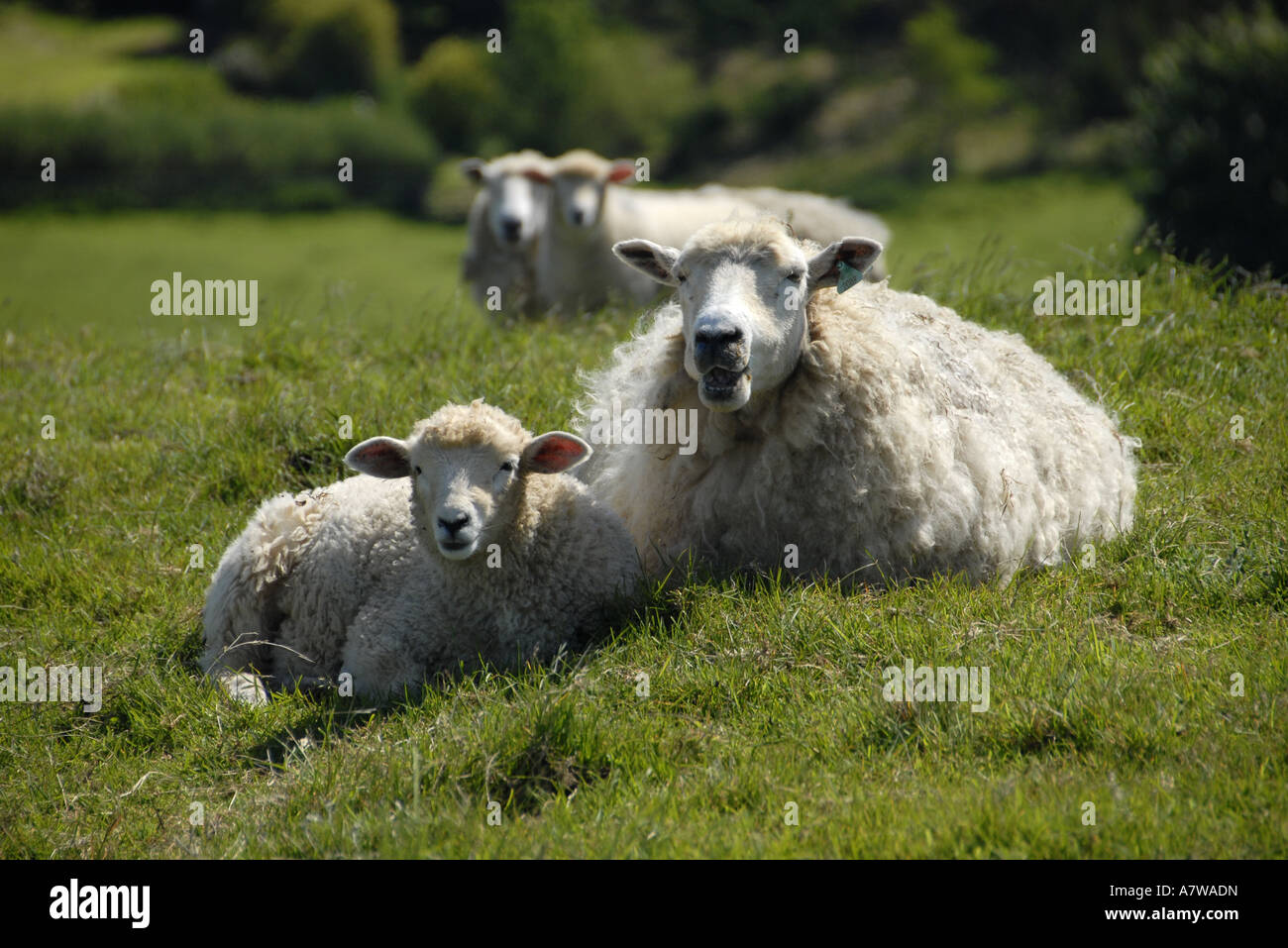 Dorset sheep breed uk hi-res stock photography and images - Alamy