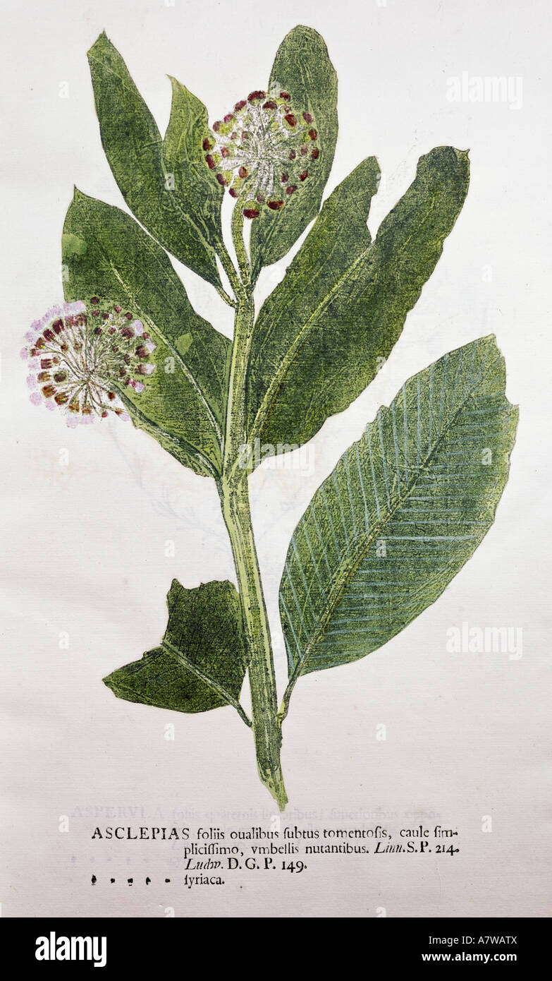 Calotropis Gigantea Drawing