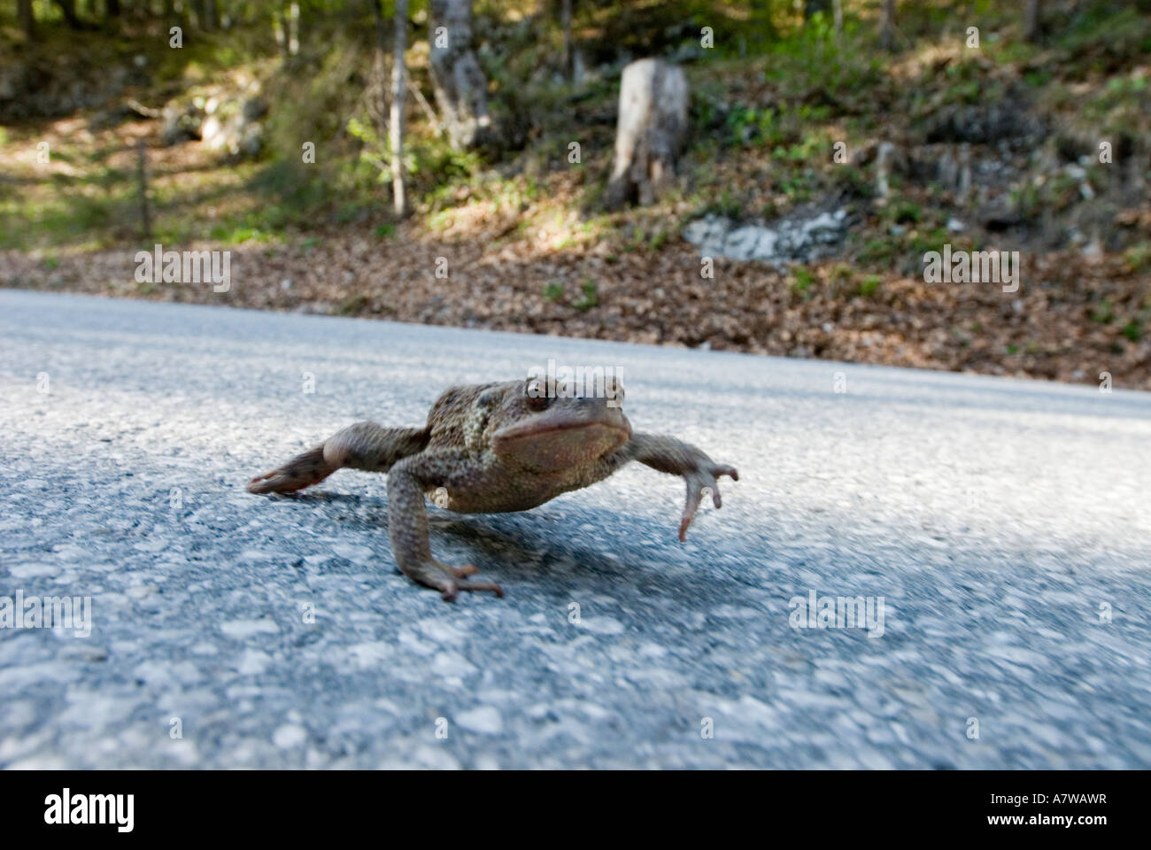Common Toad on migration Mittenwald Upper Bavaria Germany Europe Stock ...