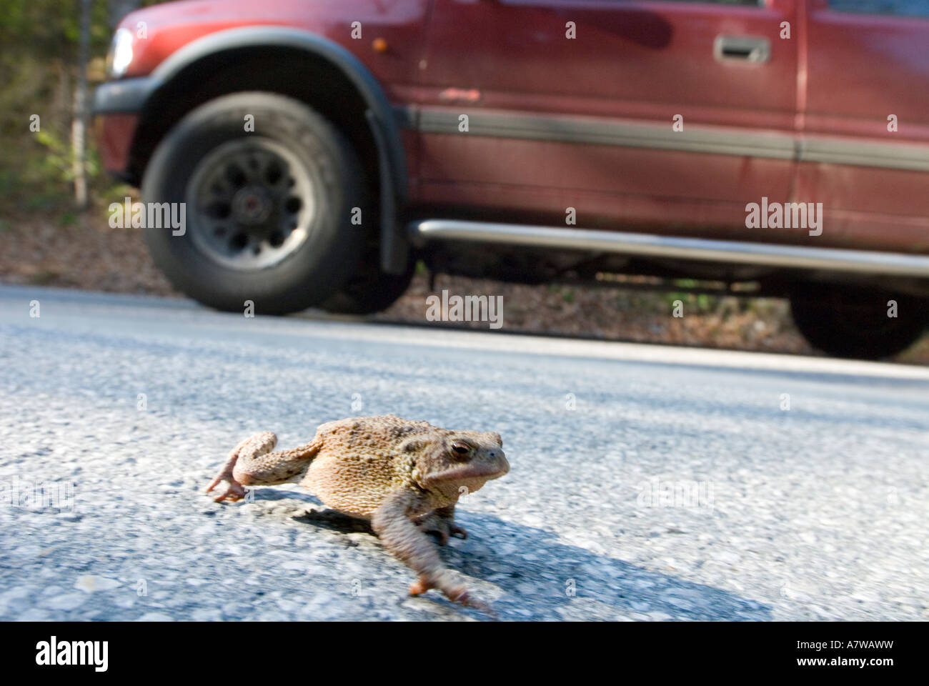 Walking common toads hi-res stock photography and images - Alamy