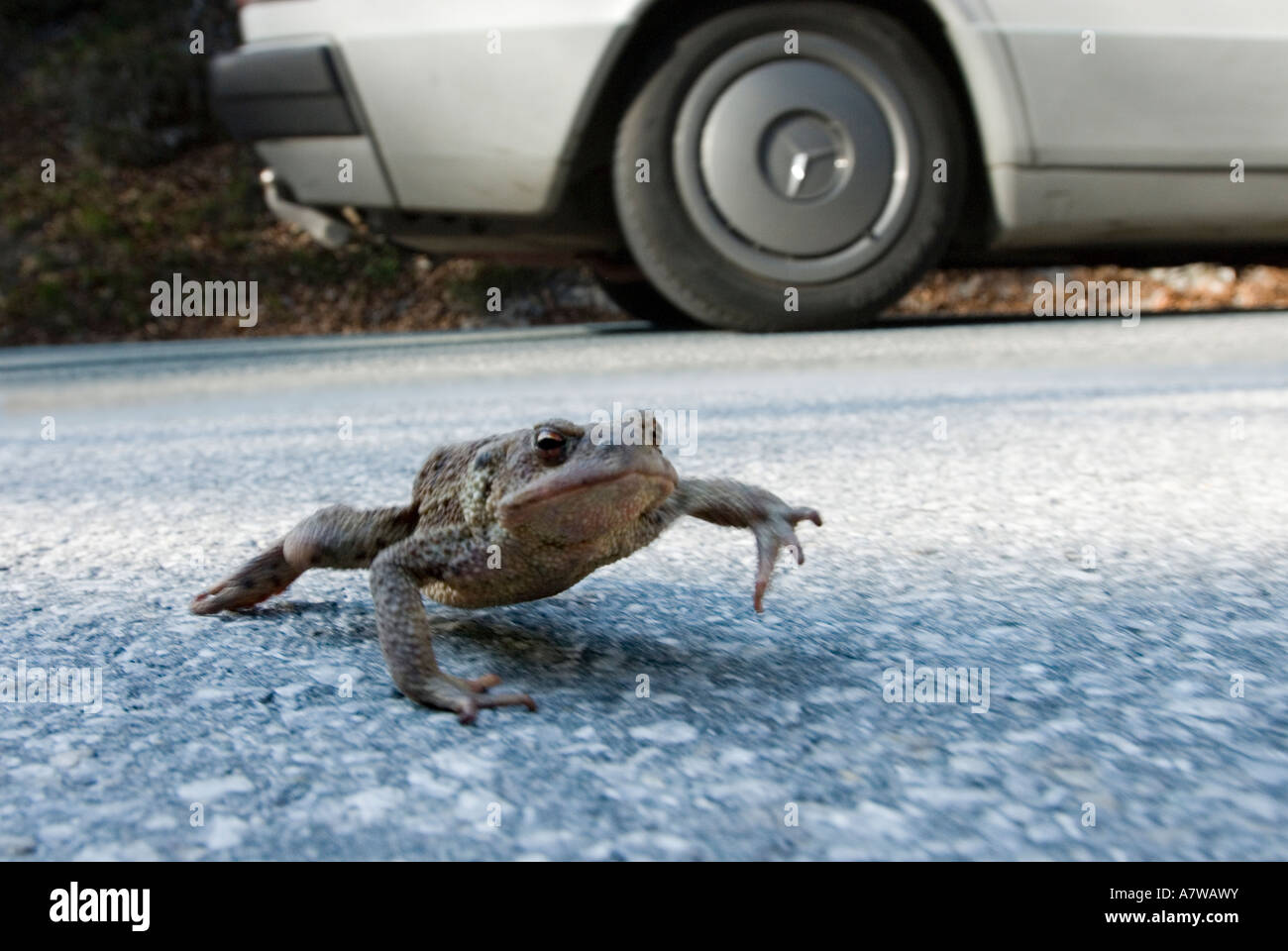 Common Toad on migration Mittenwald Upper Bavaria Germany Europe Stock ...