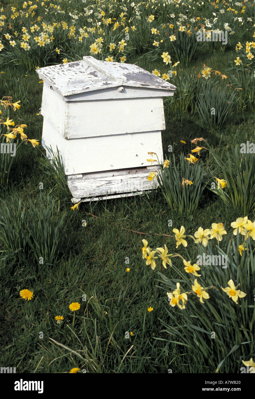 White Beehive in Field of Daffodils Stock Photo - Alamy