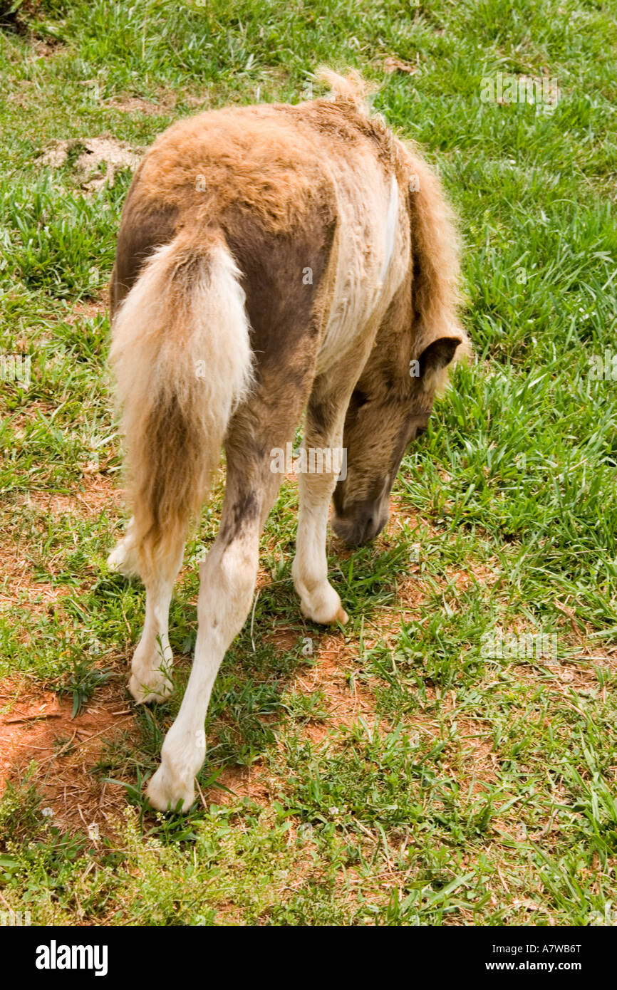 Fuzzy pony hi-res stock photography and images - Alamy