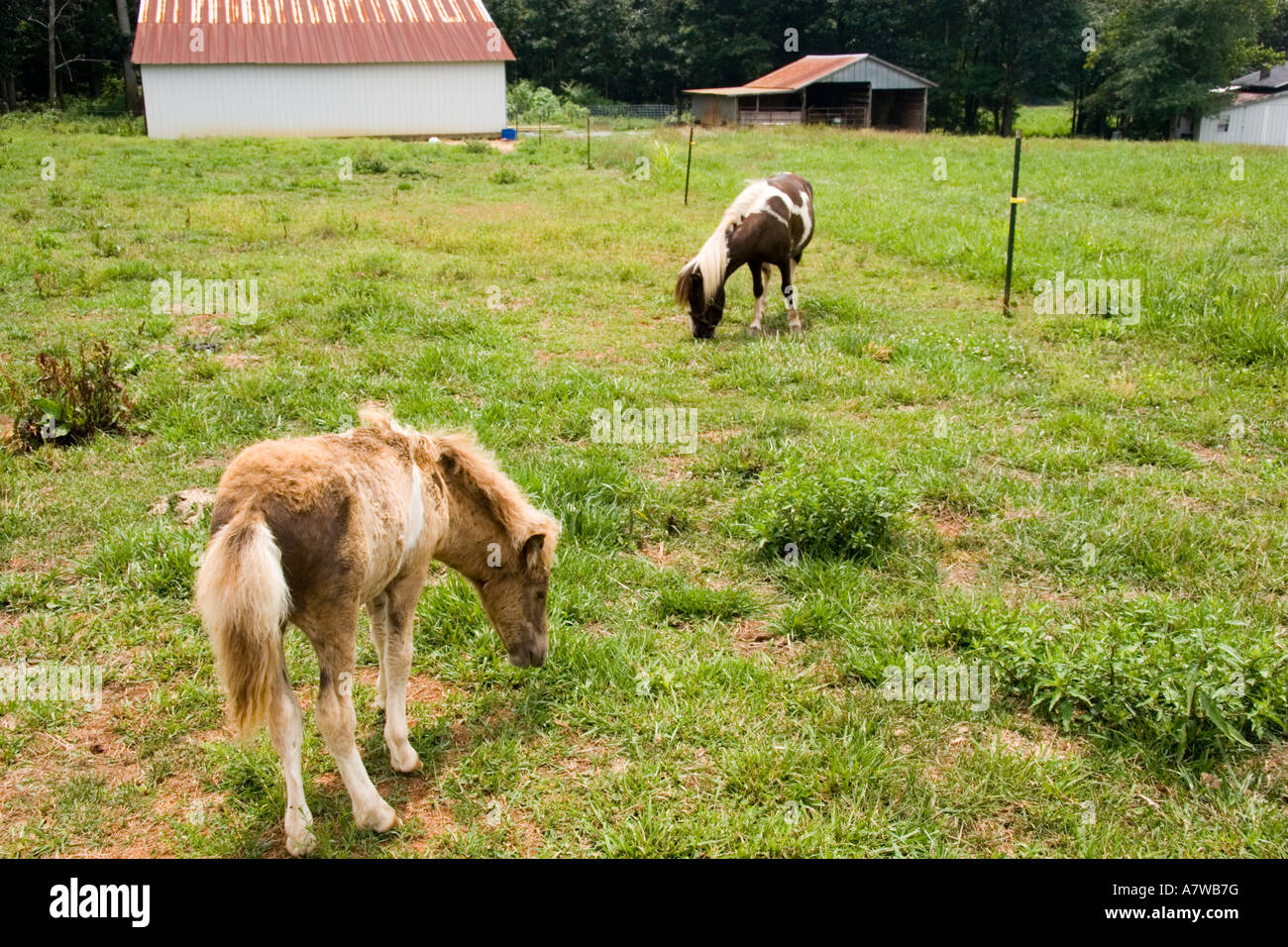 Ponies in field Stock Photo - Alamy