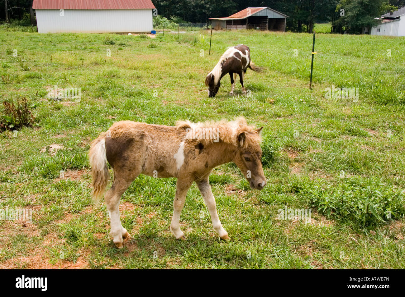 Ponies in field Stock Photo - Alamy