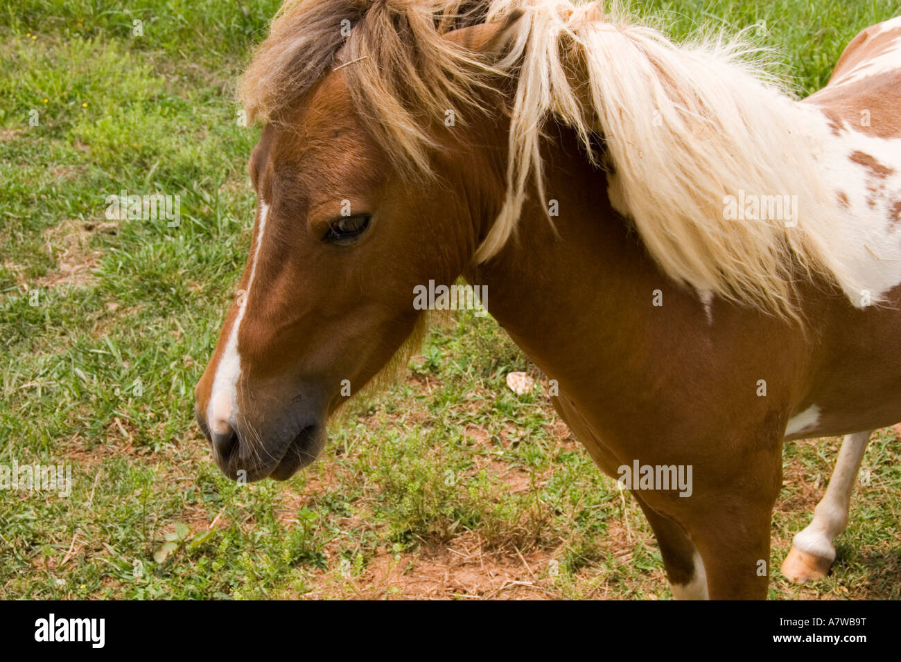 Pony in field Stock Photo - Alamy