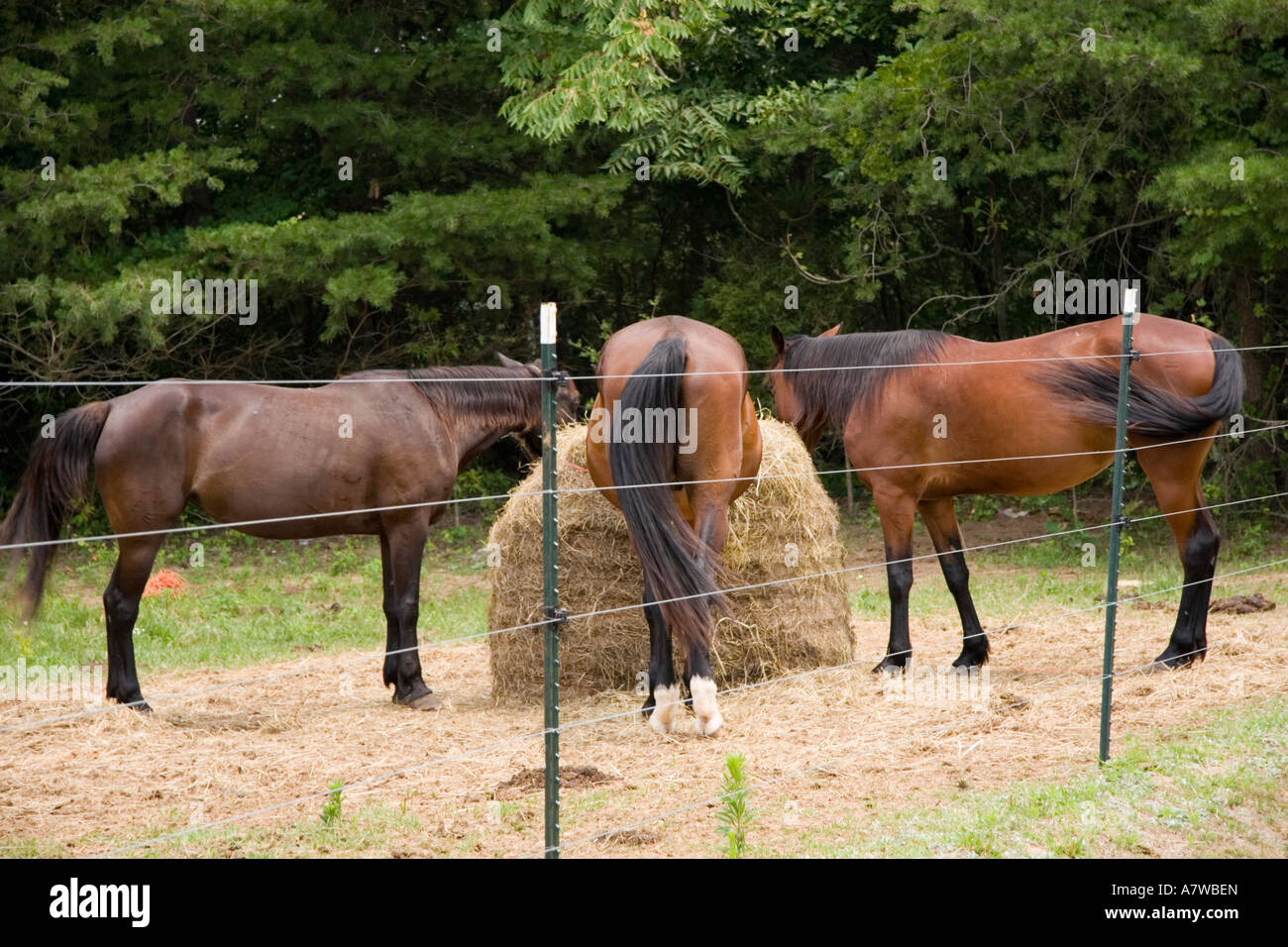 Horses in field Stock Photo - Alamy