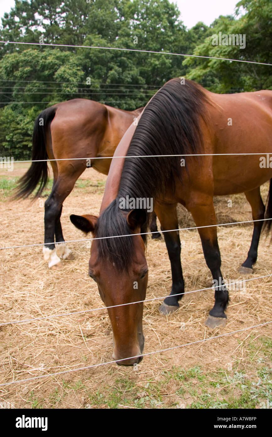Horses in field Stock Photo - Alamy