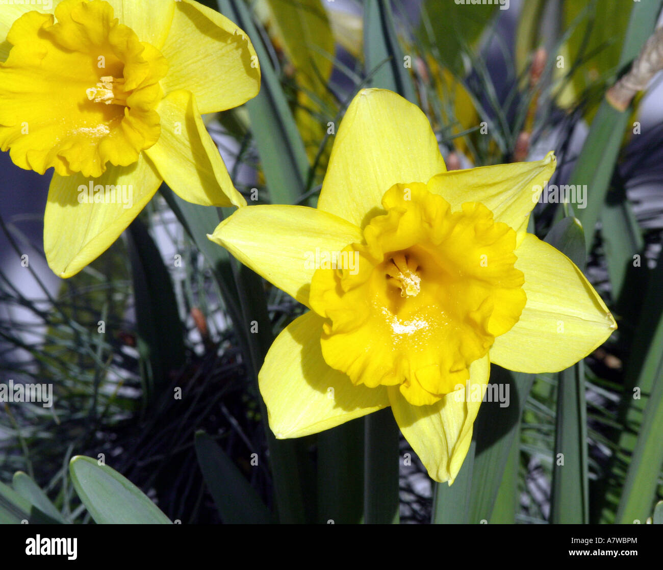 Two yellow daffodils Stock Photo - Alamy