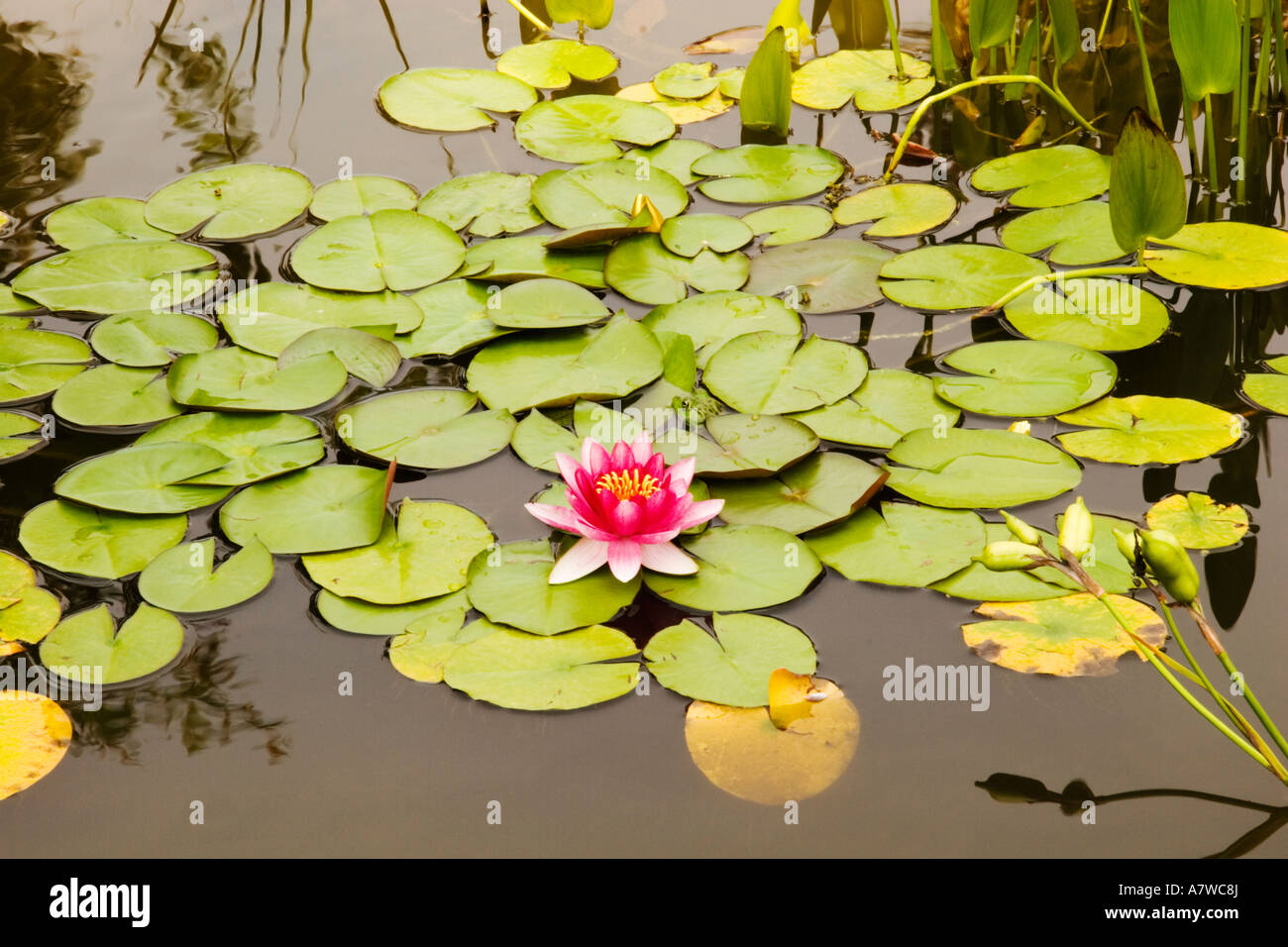 Lily pads and blooms hi-res stock photography and images - Alamy