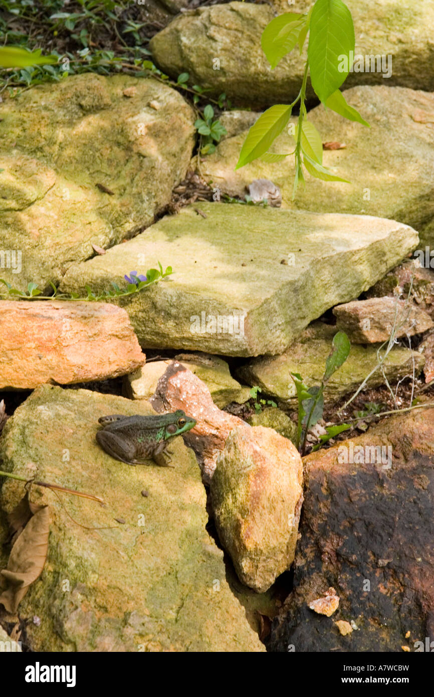 Green frog sitting on rock Stock Photo - Alamy