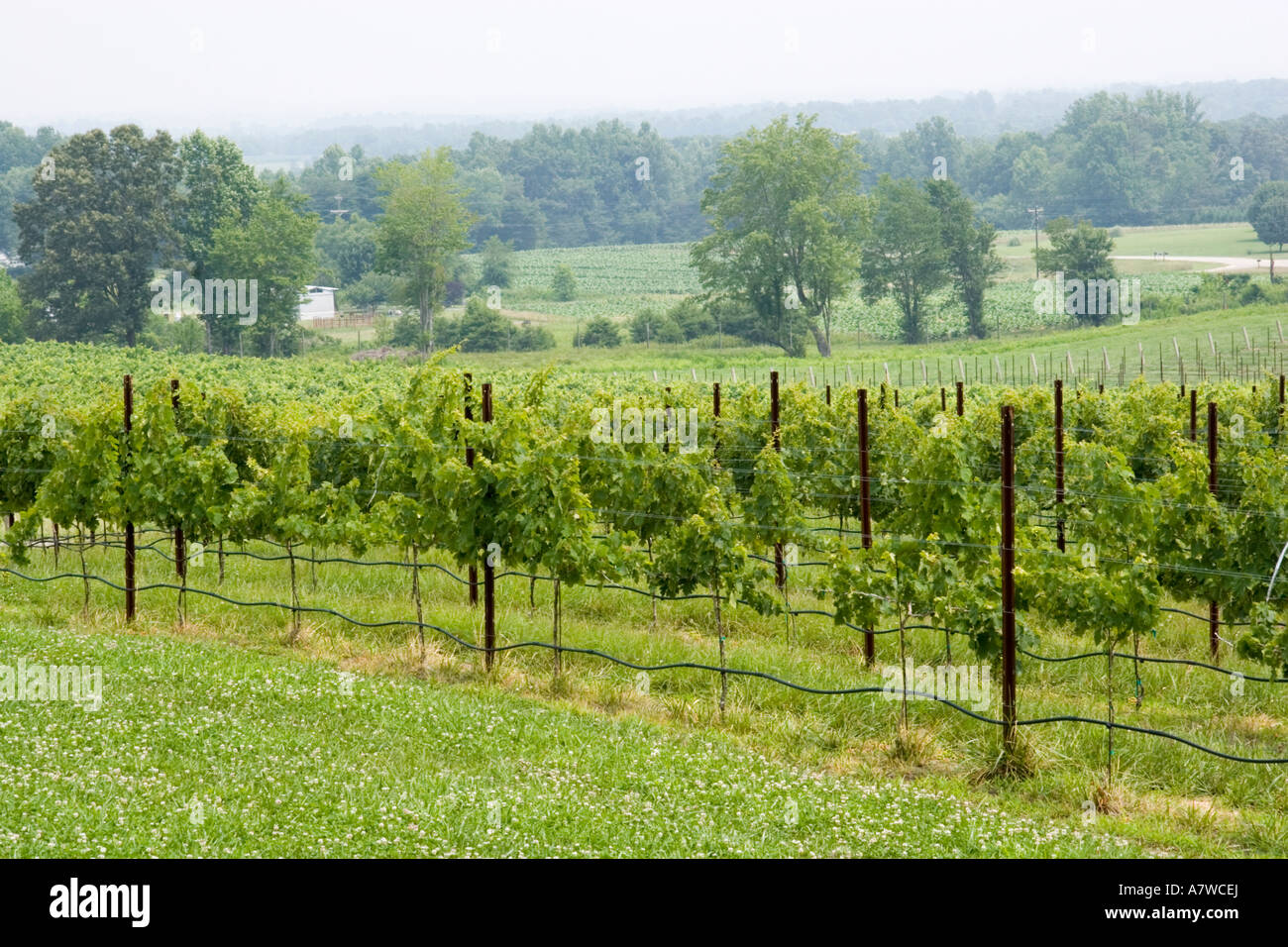 Scenic landscape of grapevines Stock Photo - Alamy