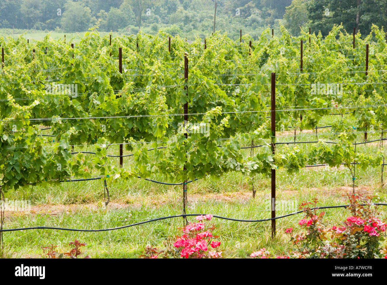 Scenic landscape of grapevines Stock Photo - Alamy