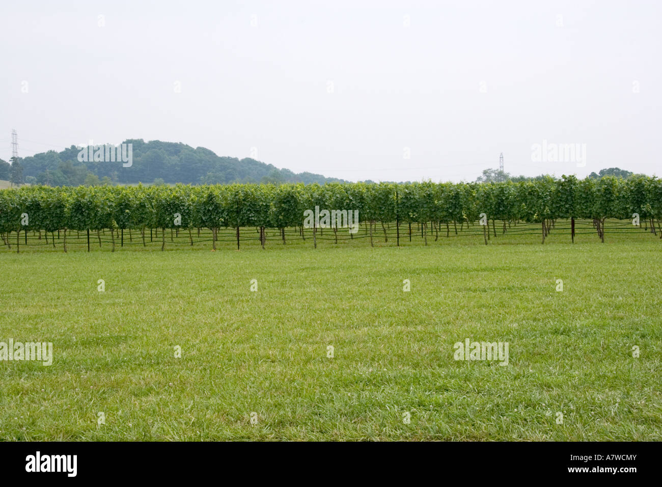 Scenic landscape of grapevines Stock Photo - Alamy
