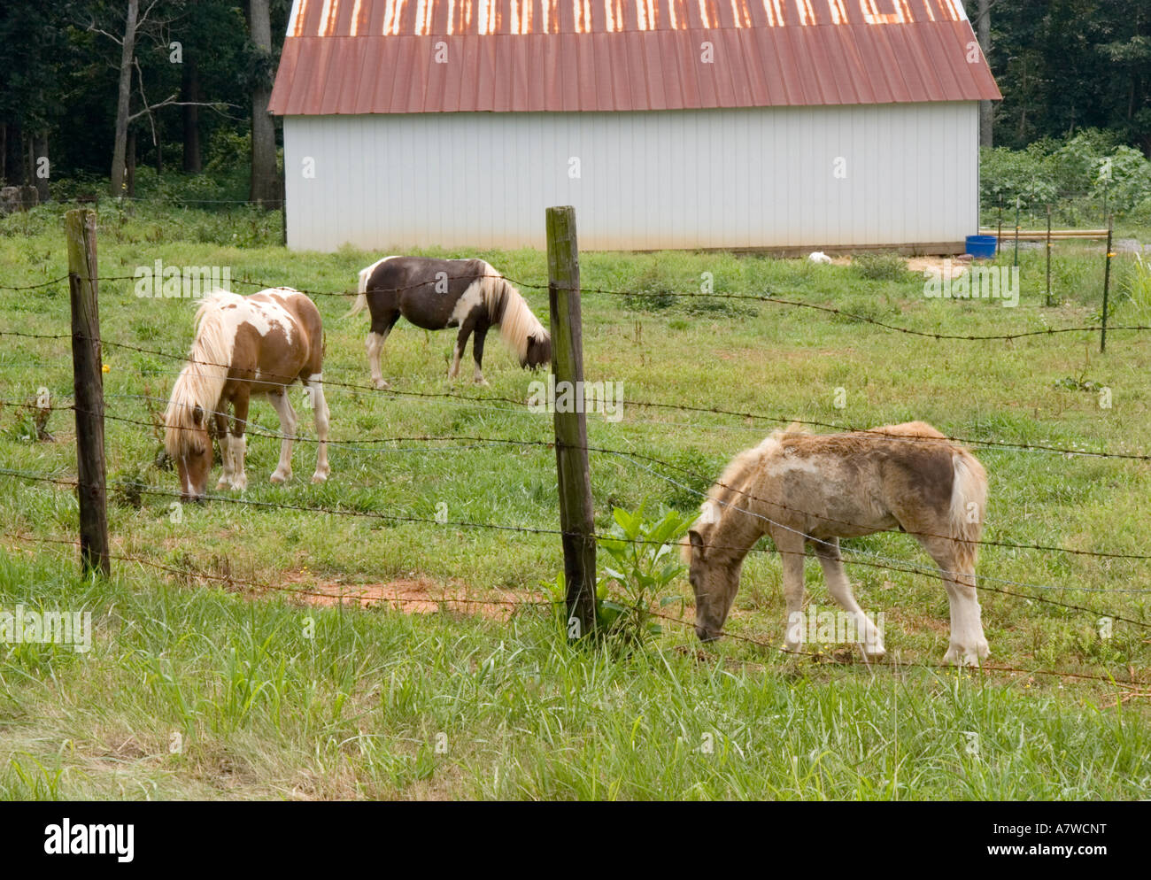 Ponies in field Stock Photo - Alamy