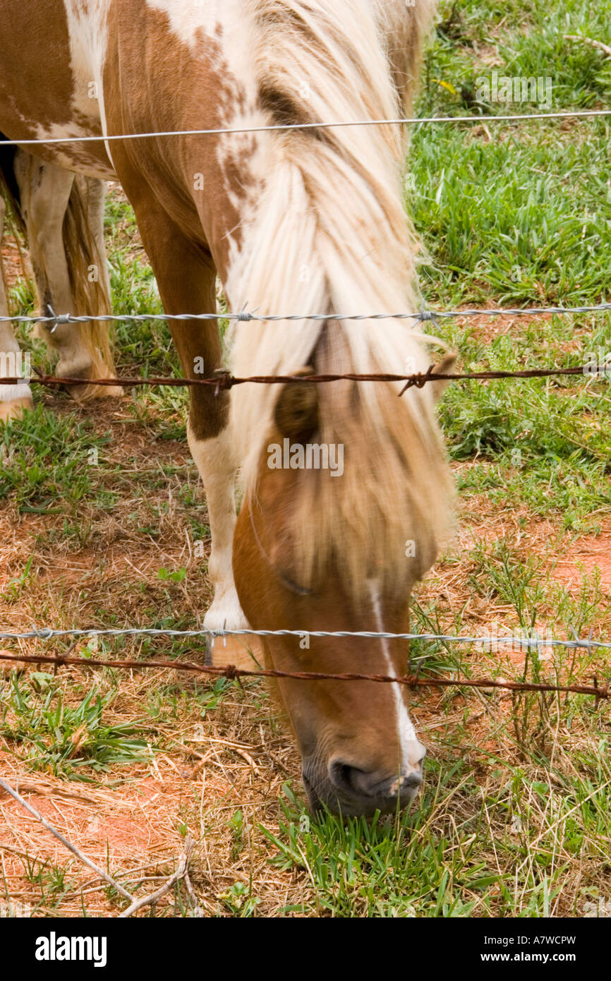 Pony in field Stock Photo - Alamy