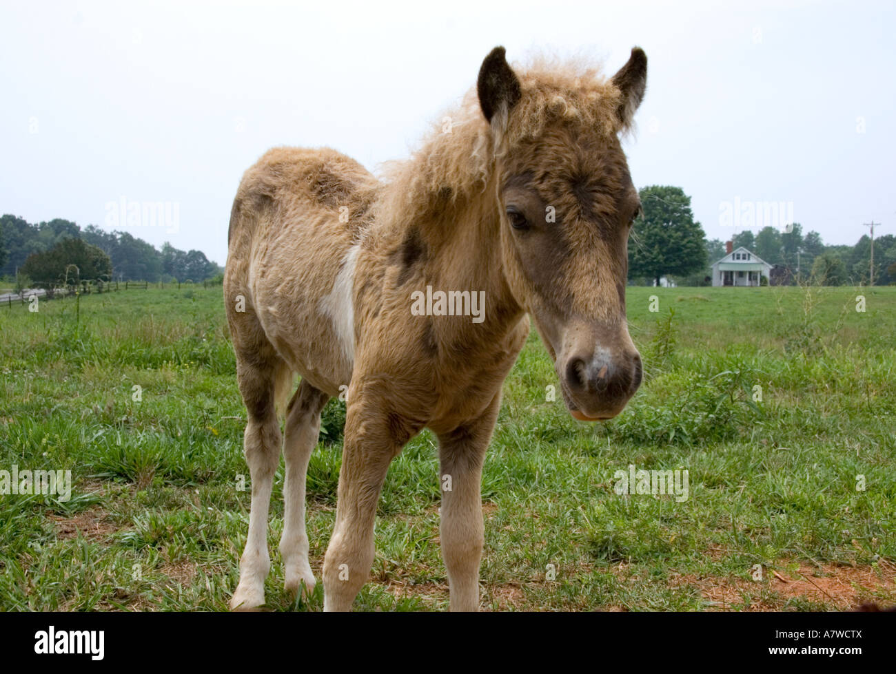 Shy pony hi-res stock photography and images - Alamy