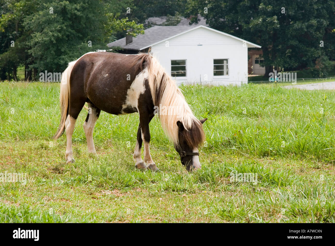 Pony in field Stock Photo - Alamy