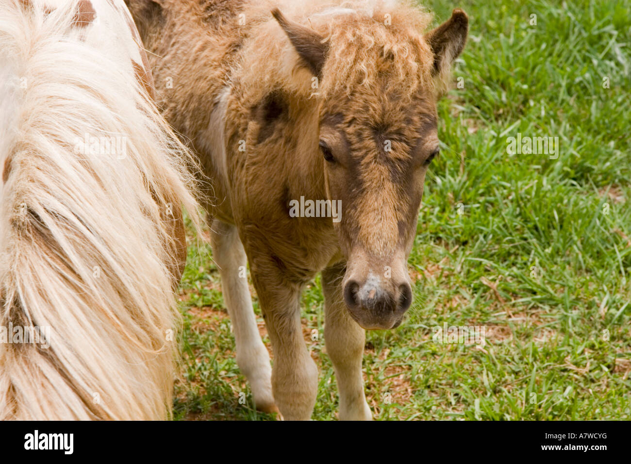 Ponies in field Stock Photo - Alamy