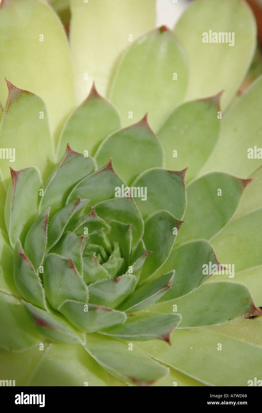 Echeveria echeveria secunda hi-res stock photography and images - Alamy