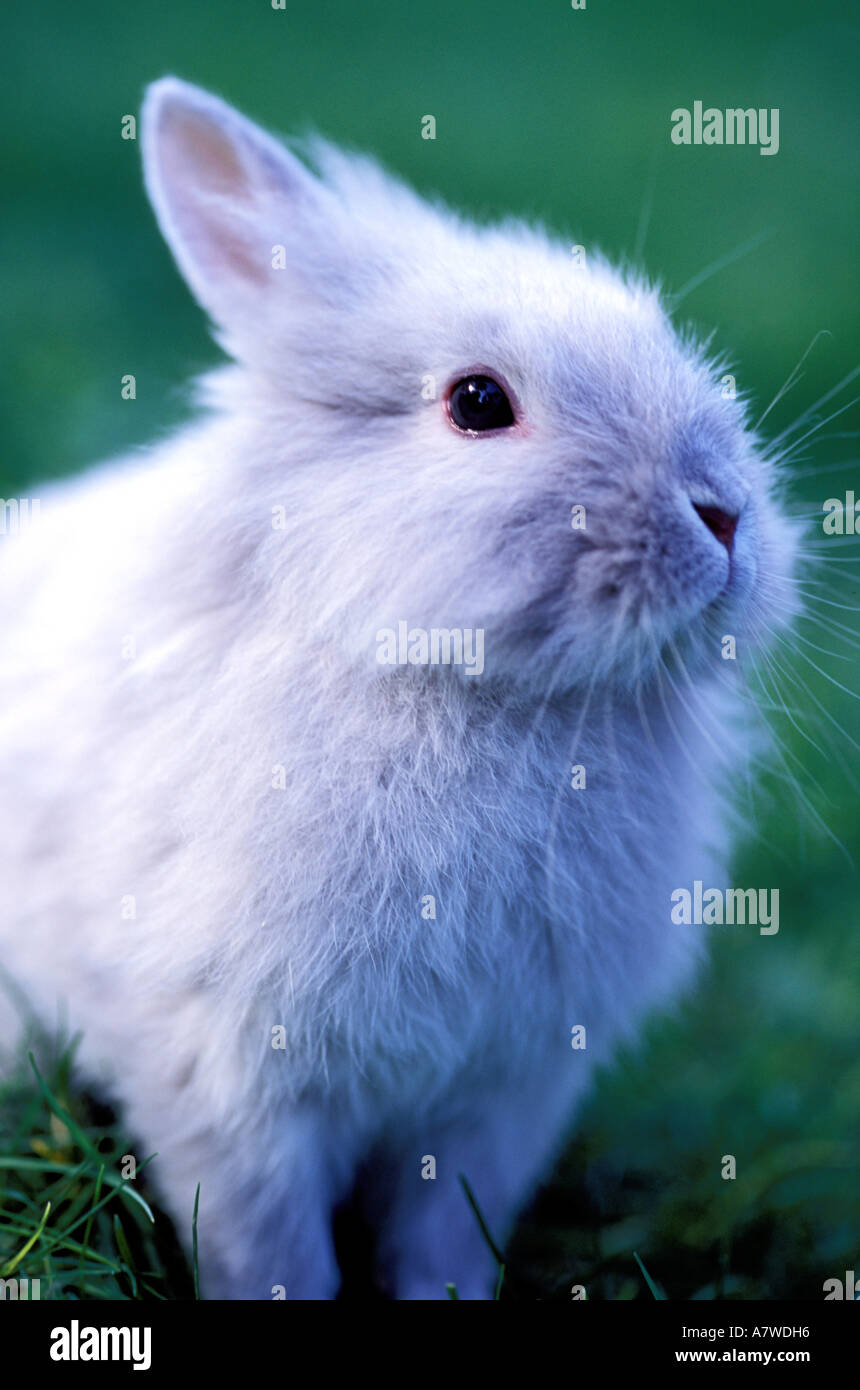 France, a white rabbit Stock Photo - Alamy