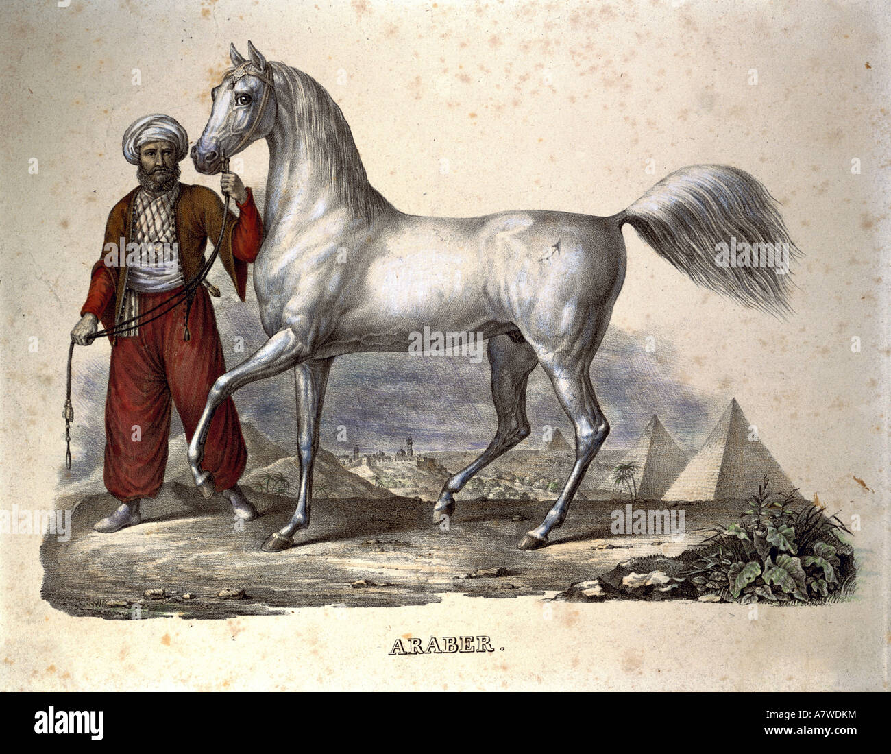 zoology, horse (Equus), Arabian horse, white horse, stallion, besides ...