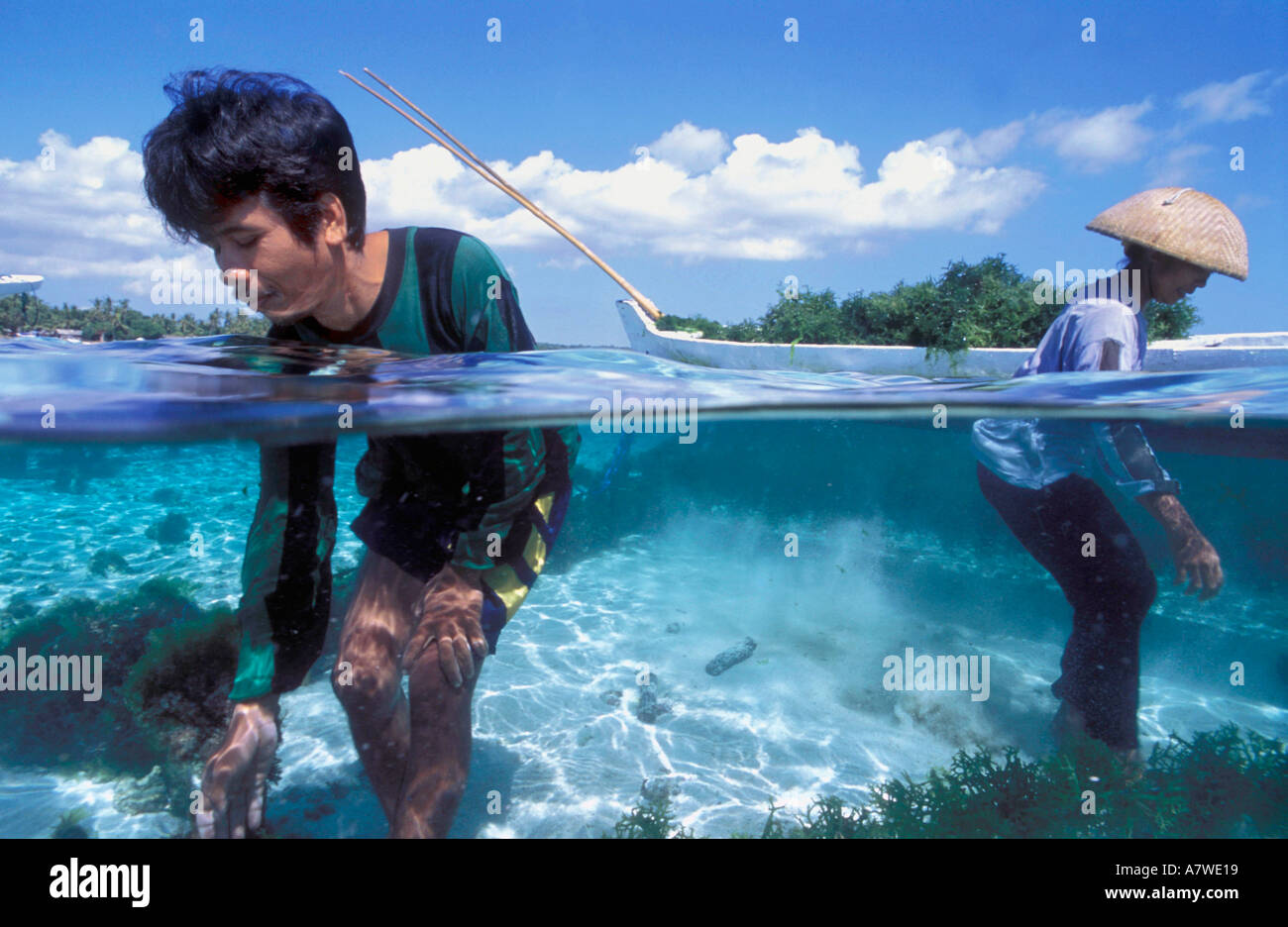 Seaweed collecting in Lembongan Island Indonesia Stock Photo - Alamy