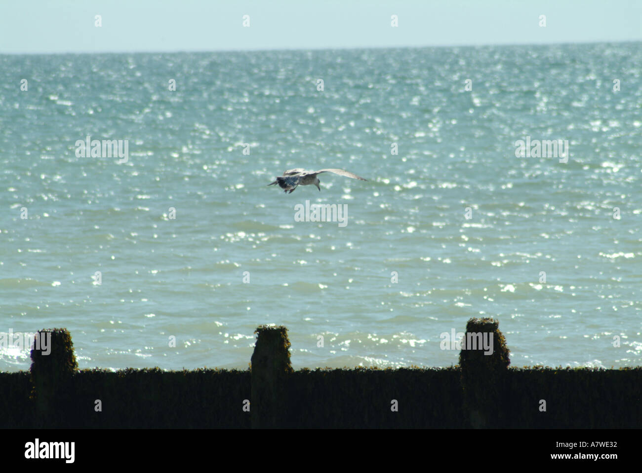 A coastal view of the horizon and groin with seagull at Climping nr ...