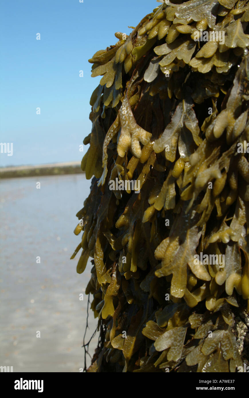 Groin Edge High Resolution Stock Photography and Images - Alamy