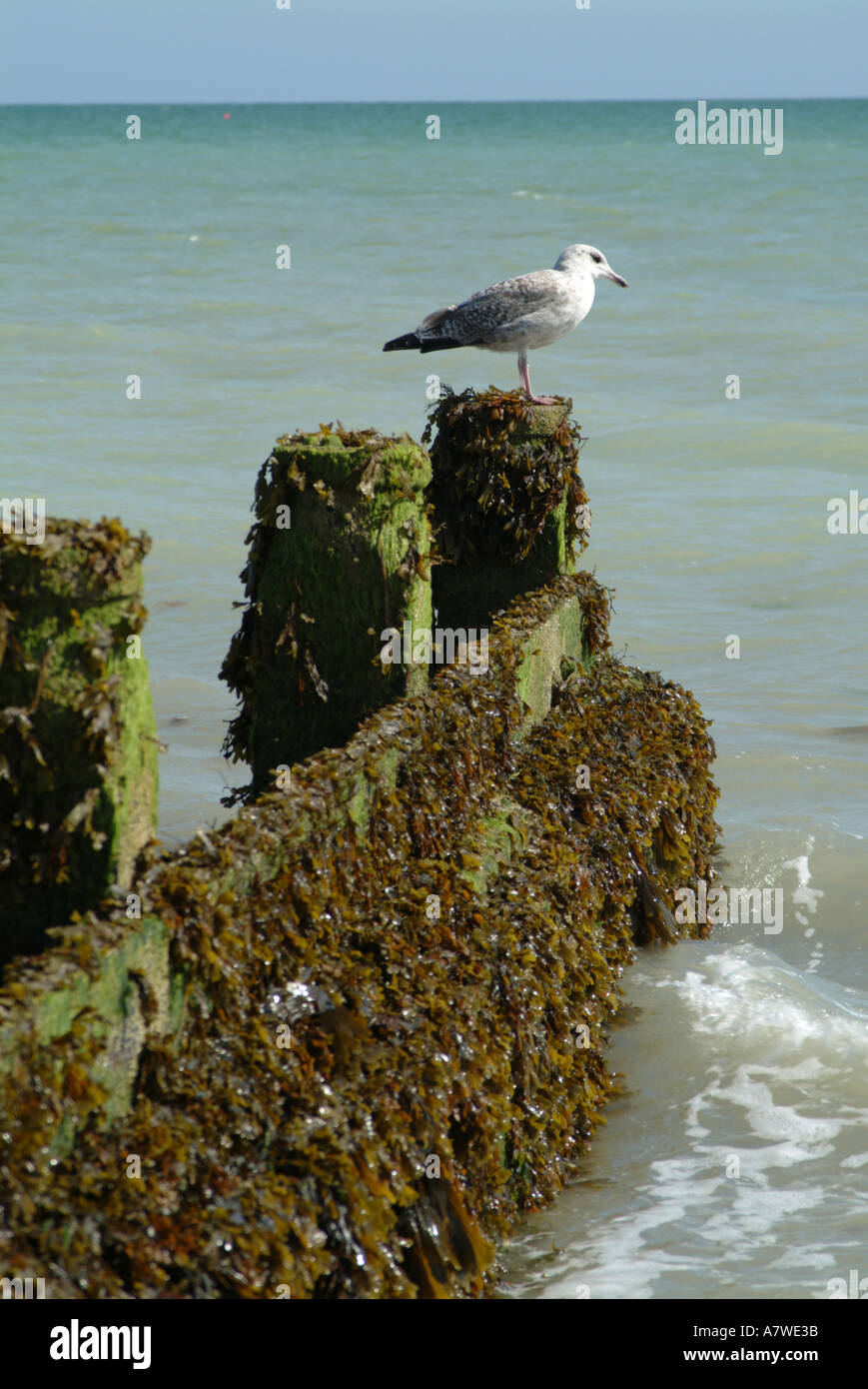 Climping sea erosion hi-res stock photography and images - Alamy