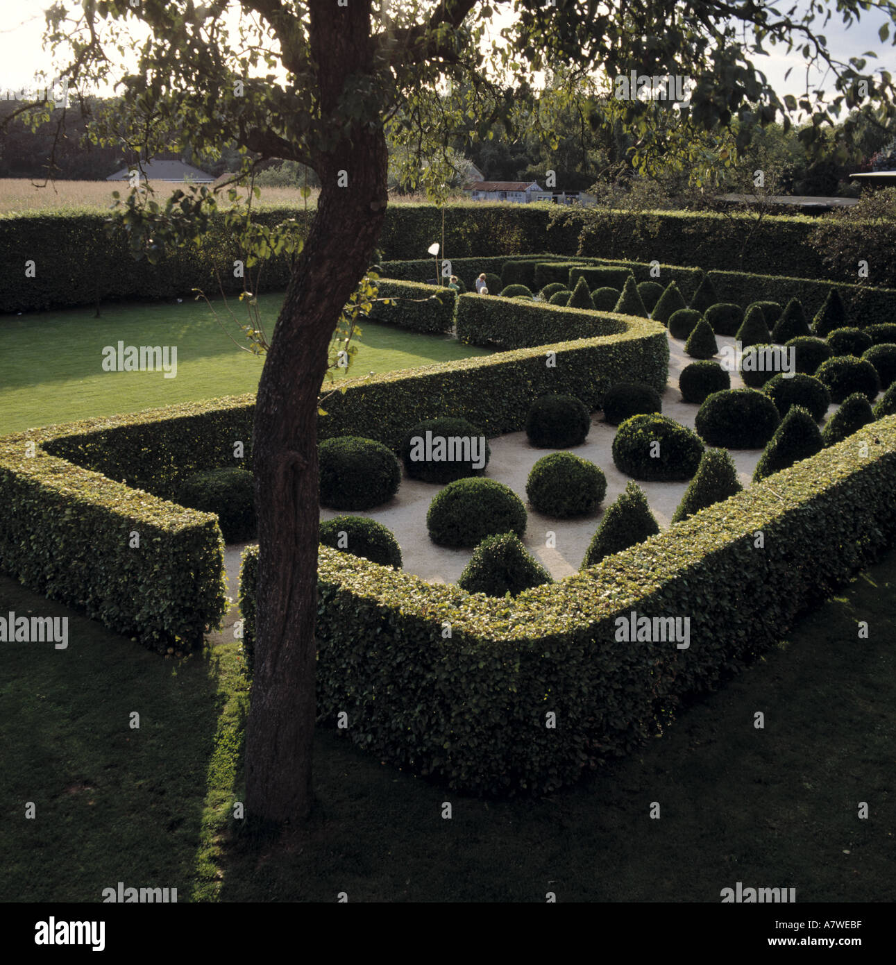 Tall clipped hedges surrounding topiary shrubs in large formal country ...