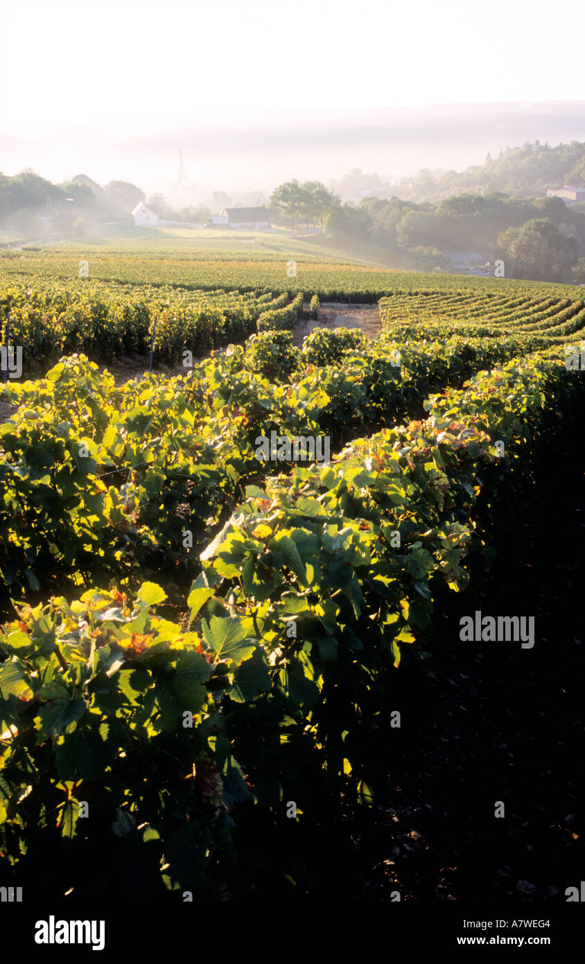 France, Marne, Rilly la montagne, wine village of Reims mountain Stock ...
