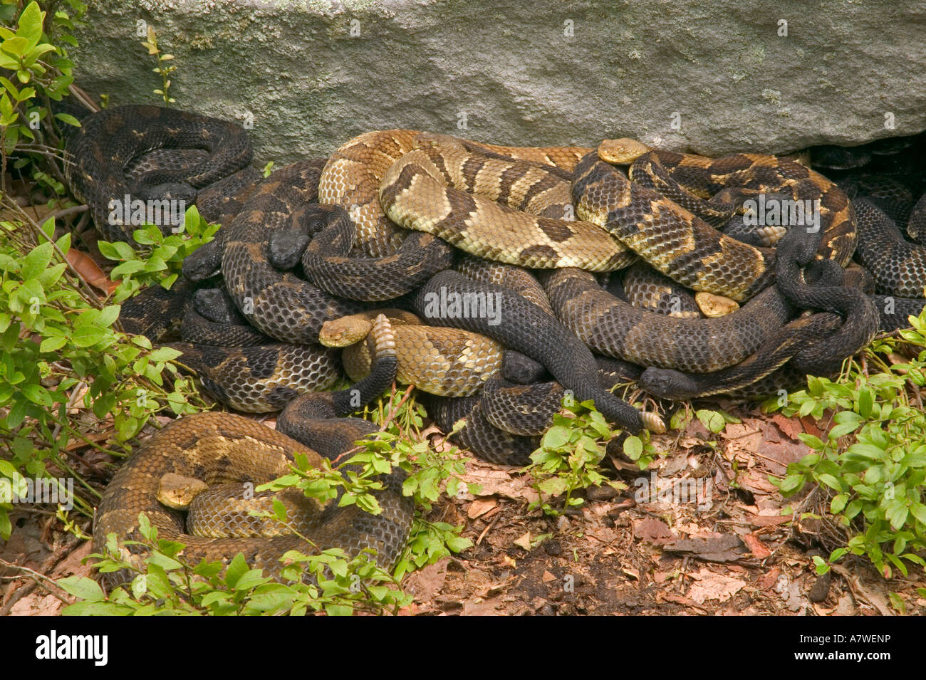 Timber rattlers hi-res stock photography and images - Alamy