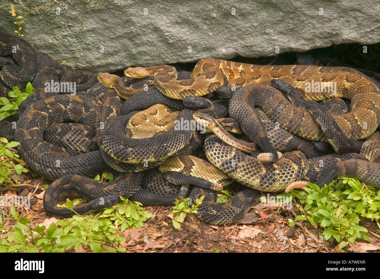 Timber Rattlesnakes, (Crotalus horridus), Pennsylvania, gravid females ...
