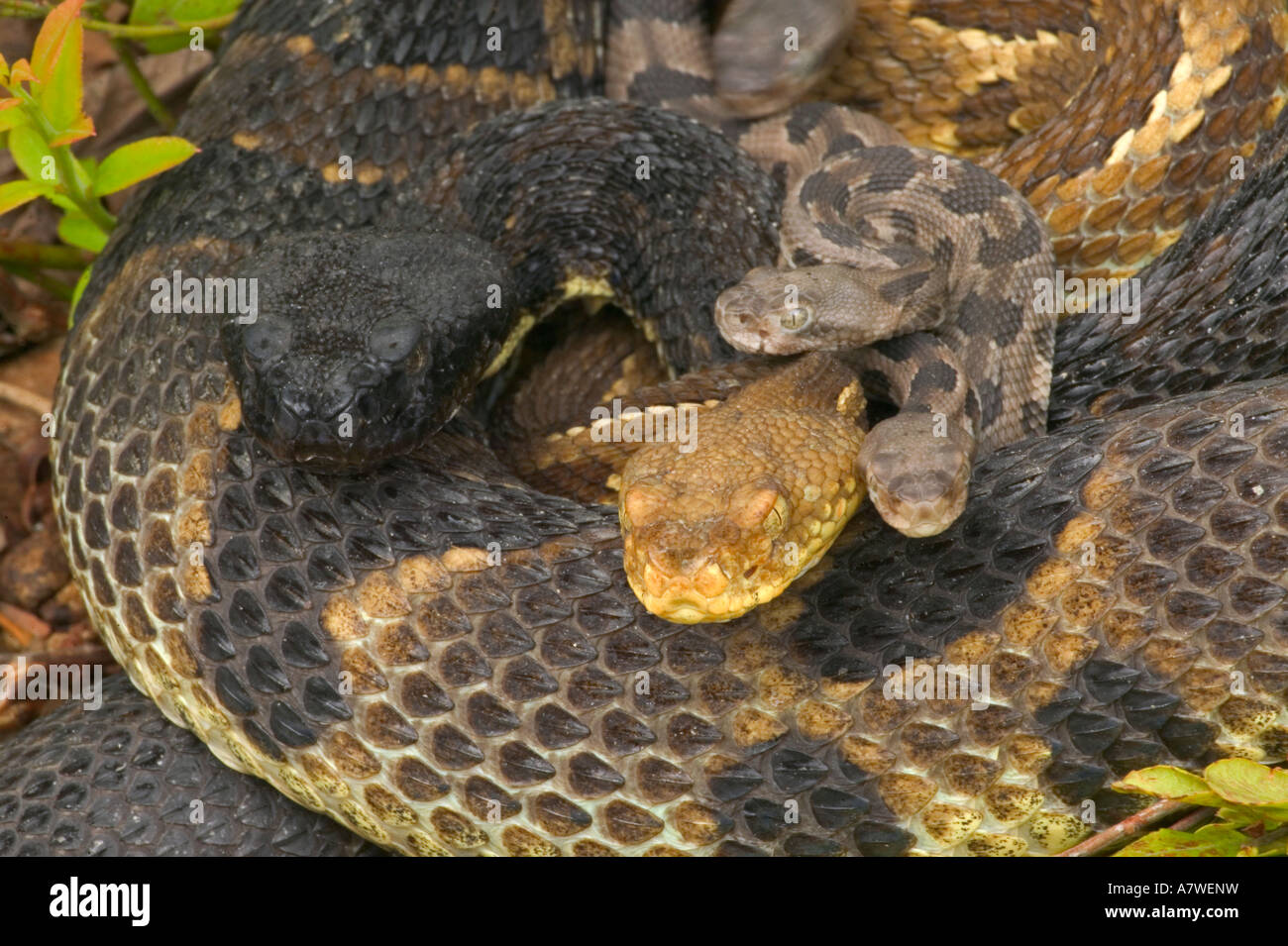Are Timber Rattlers Protected