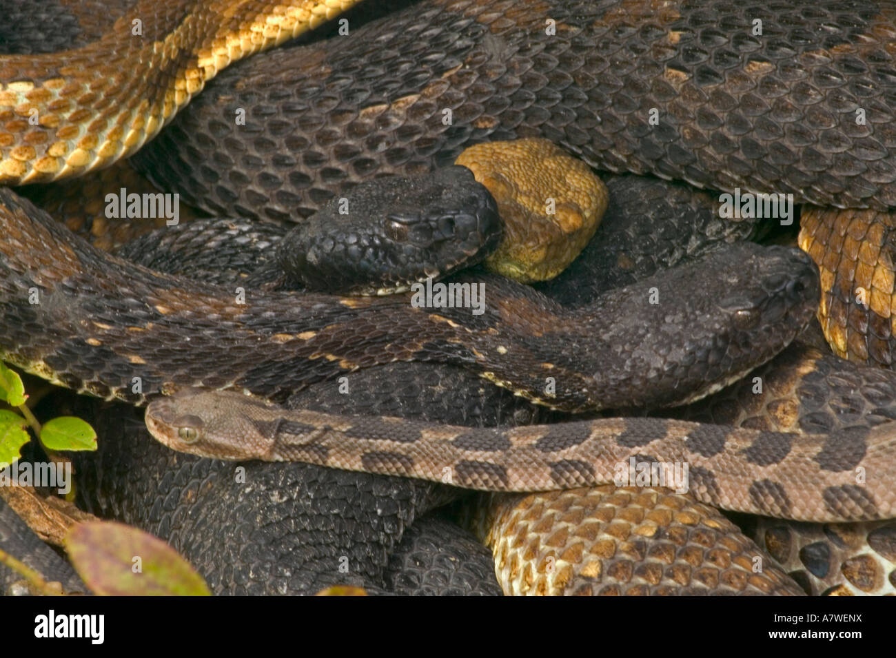 Timber Rattlesnakes, (Crotalus horridus), Pennsylvania, Adult female(s ...