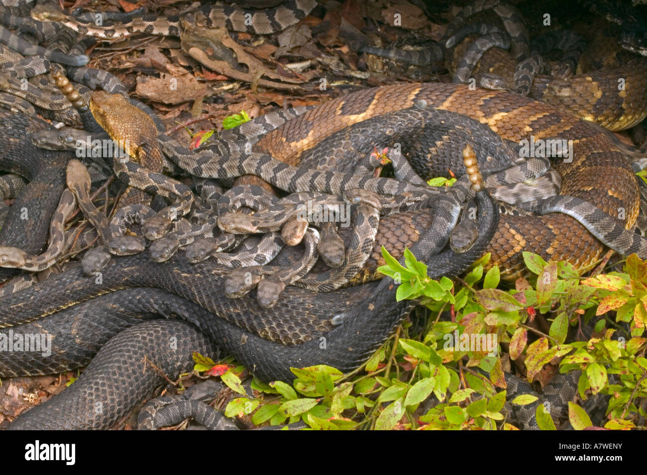 Newborn timber rattlesnake hi-res stock photography and images - Alamy