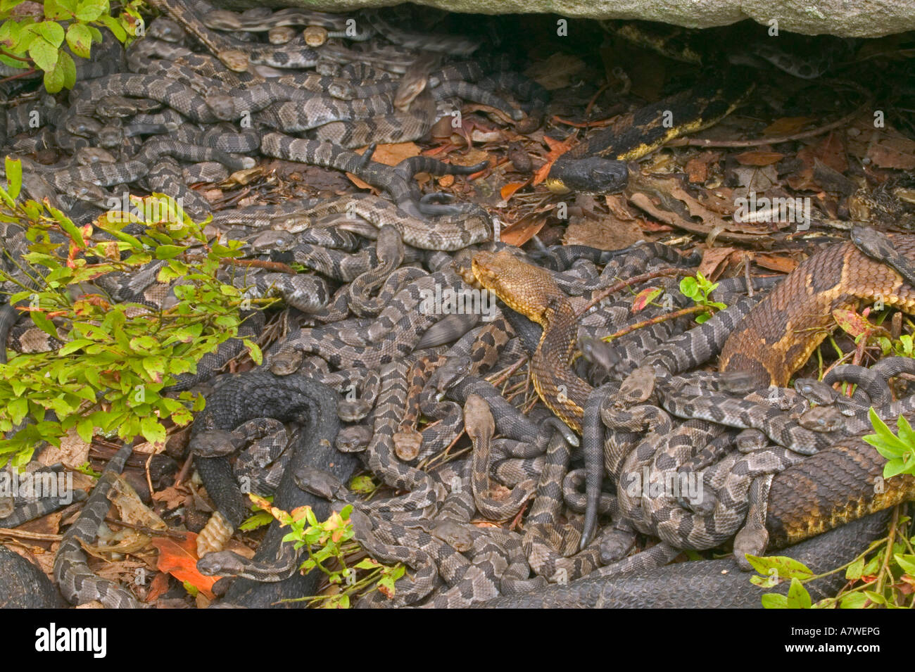 Timber rattlesnake baby hi-res stock photography and images - Alamy