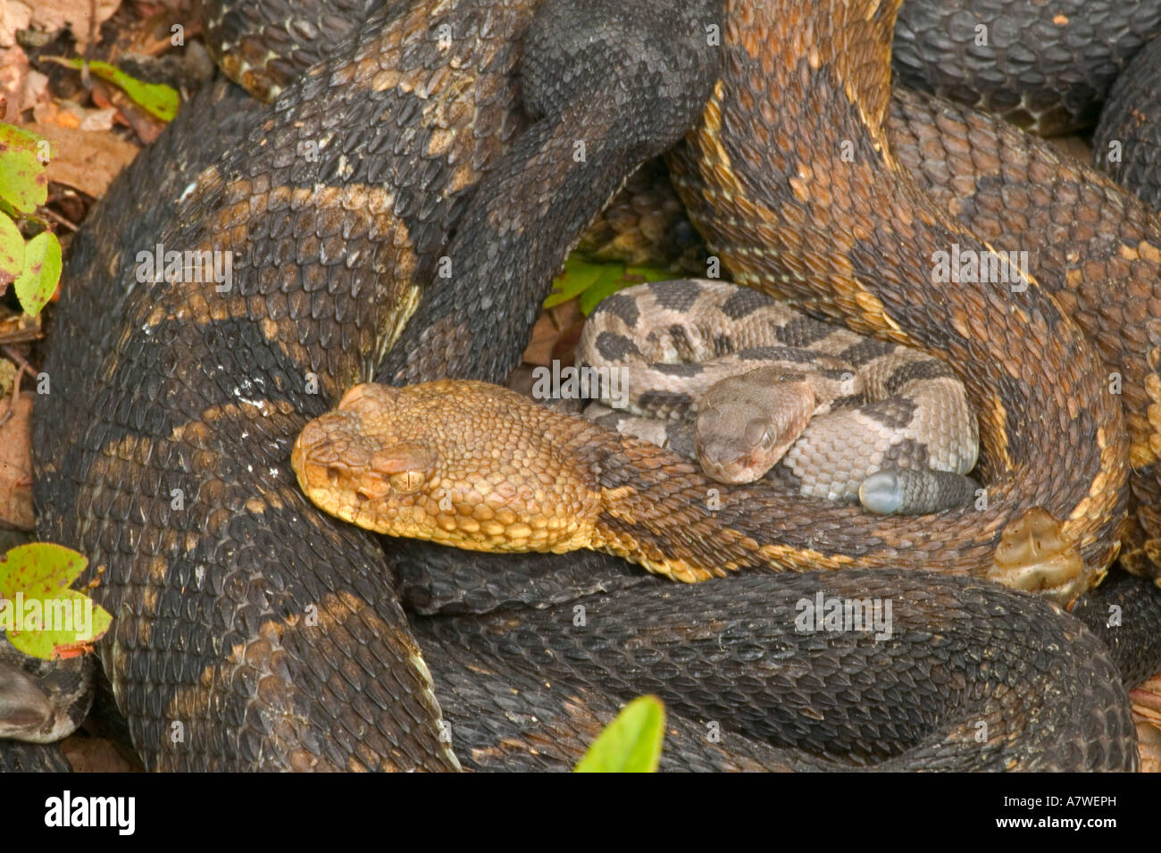 Timber Rattlesnakes, (Crotalus horridus), Pennsylvania, Adult female(s ...