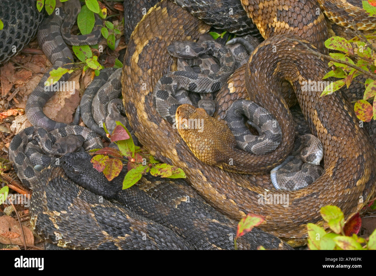 Timber Rattlesnakes, (Crotalus horridus), Pennsylvania, Adult female(s ...