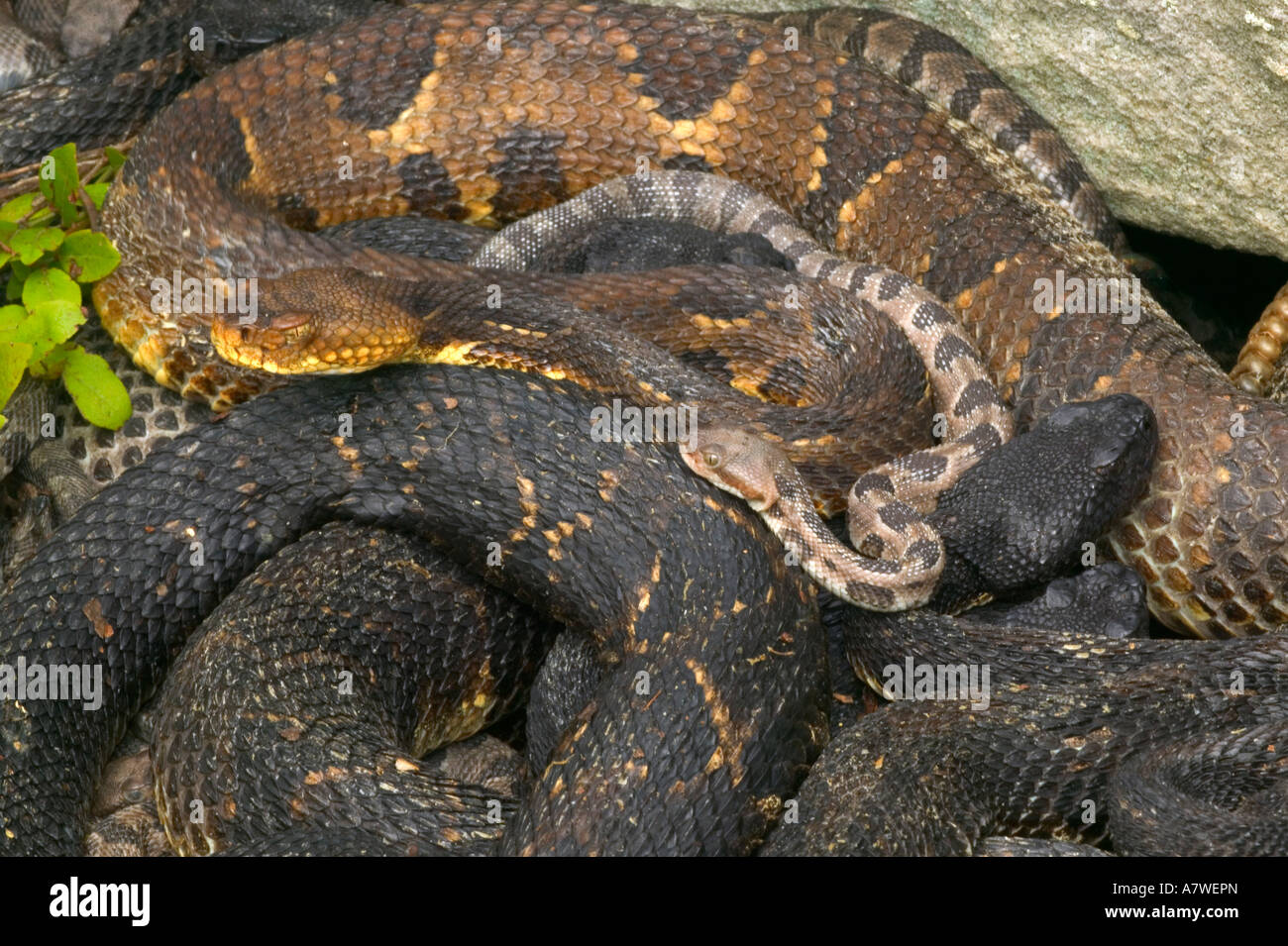 Timber Rattlesnakes, (Crotalus horridus), Pennsylvania, Adult female(s ...