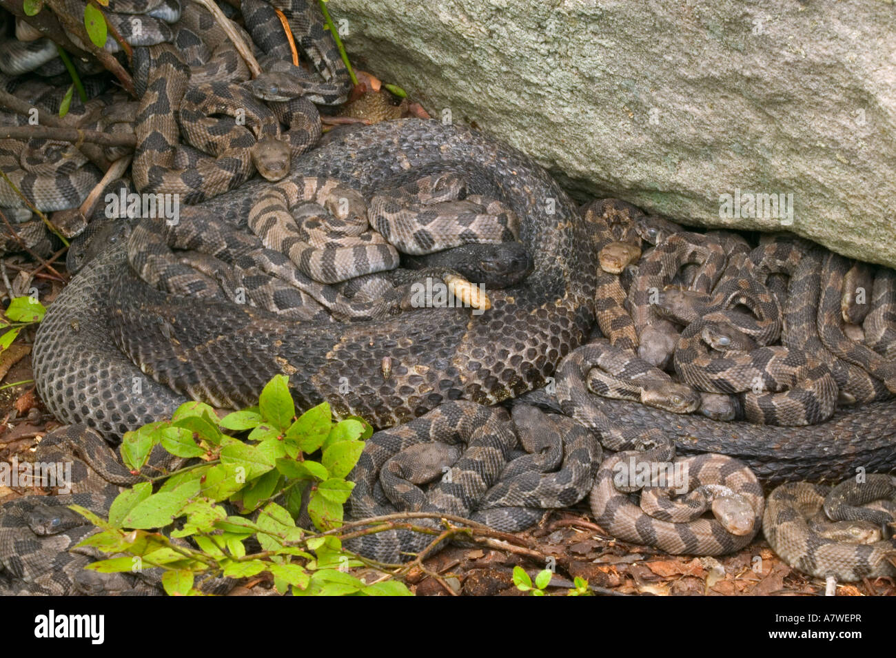 Timber Rattlesnakes, (Crotalus horridus), Pennsylvania, Adult female(s ...