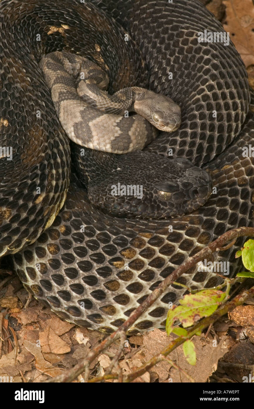 Timber Rattlesnakes, (Crotalus horridus), Pennsylvania, Adult female(s ...