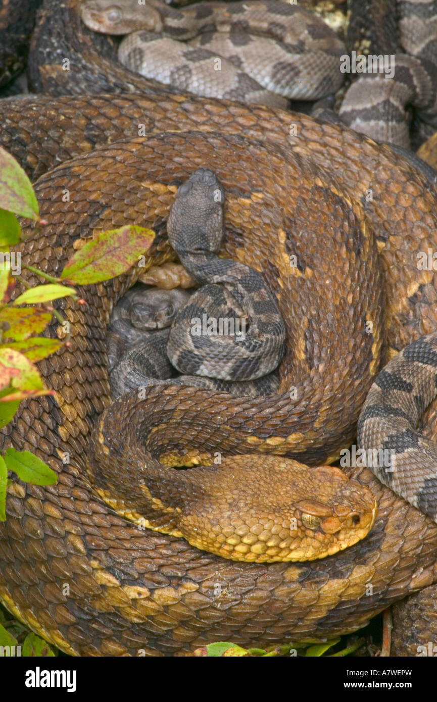 Timber Rattlesnakes, (Crotalus horridus), Pennsylvania, Adult female(s ...