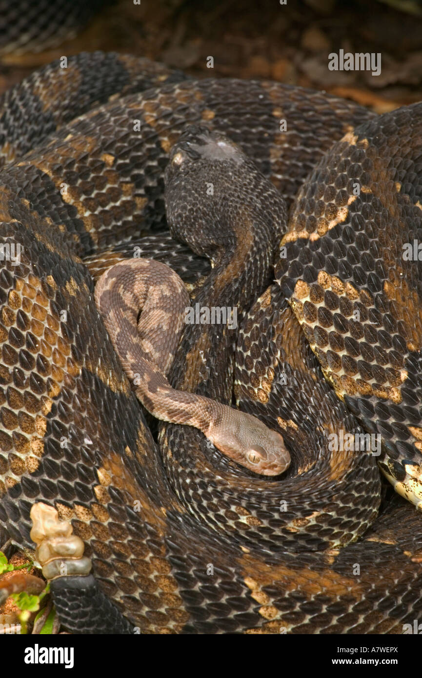Crotalidae hi-res stock photography and images - Alamy