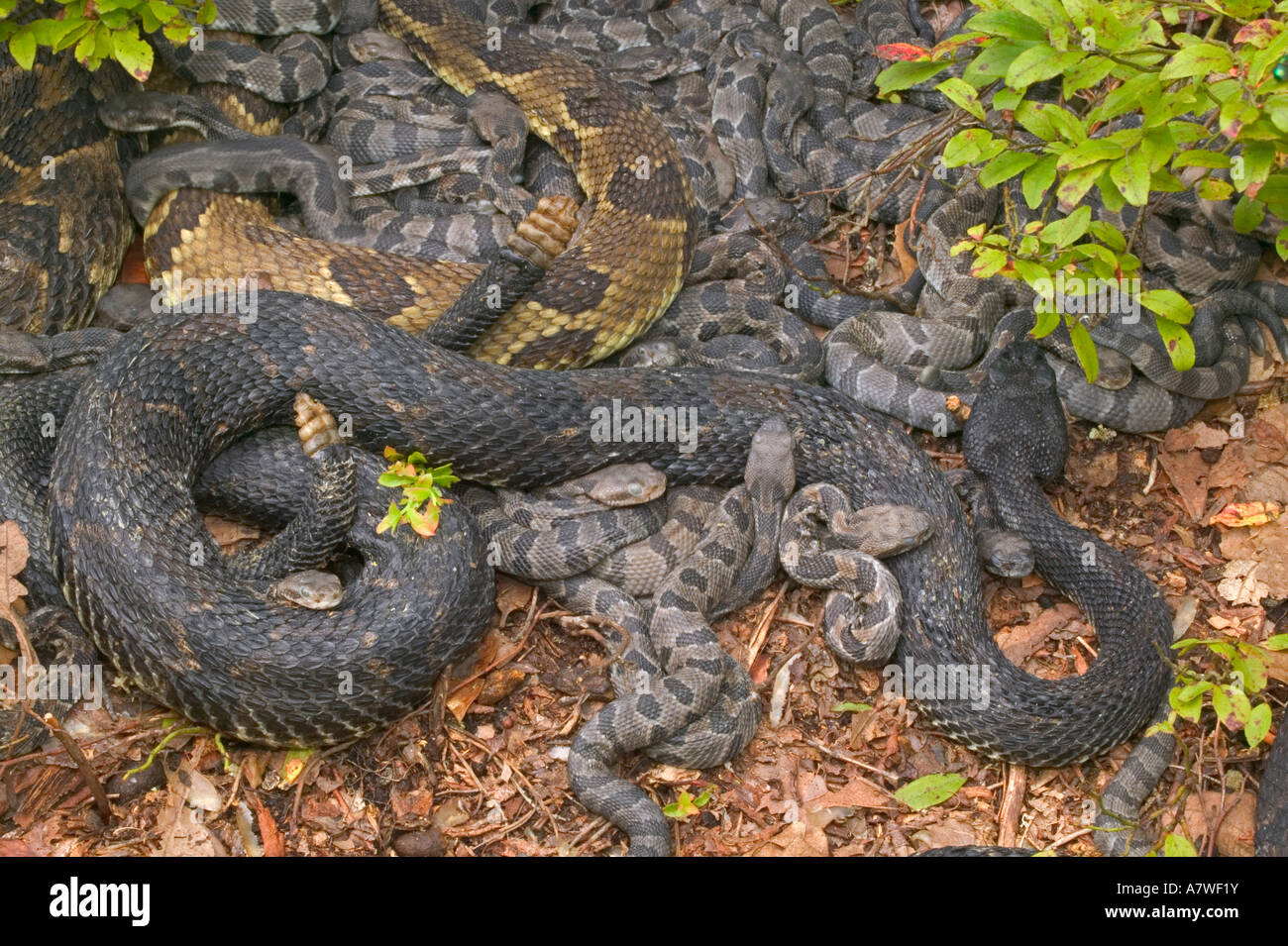Timber Rattlesnakes, (Crotalus horridus), Pennsylvania, Adult female(s ...